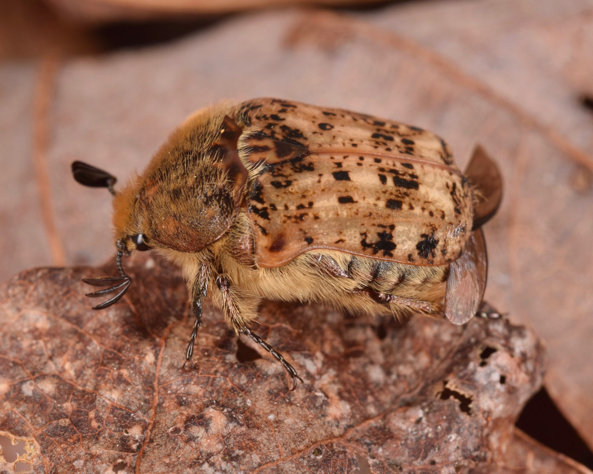 Discover the 10 Most Common Beetles Crawling in Georgia - A-Z Animals