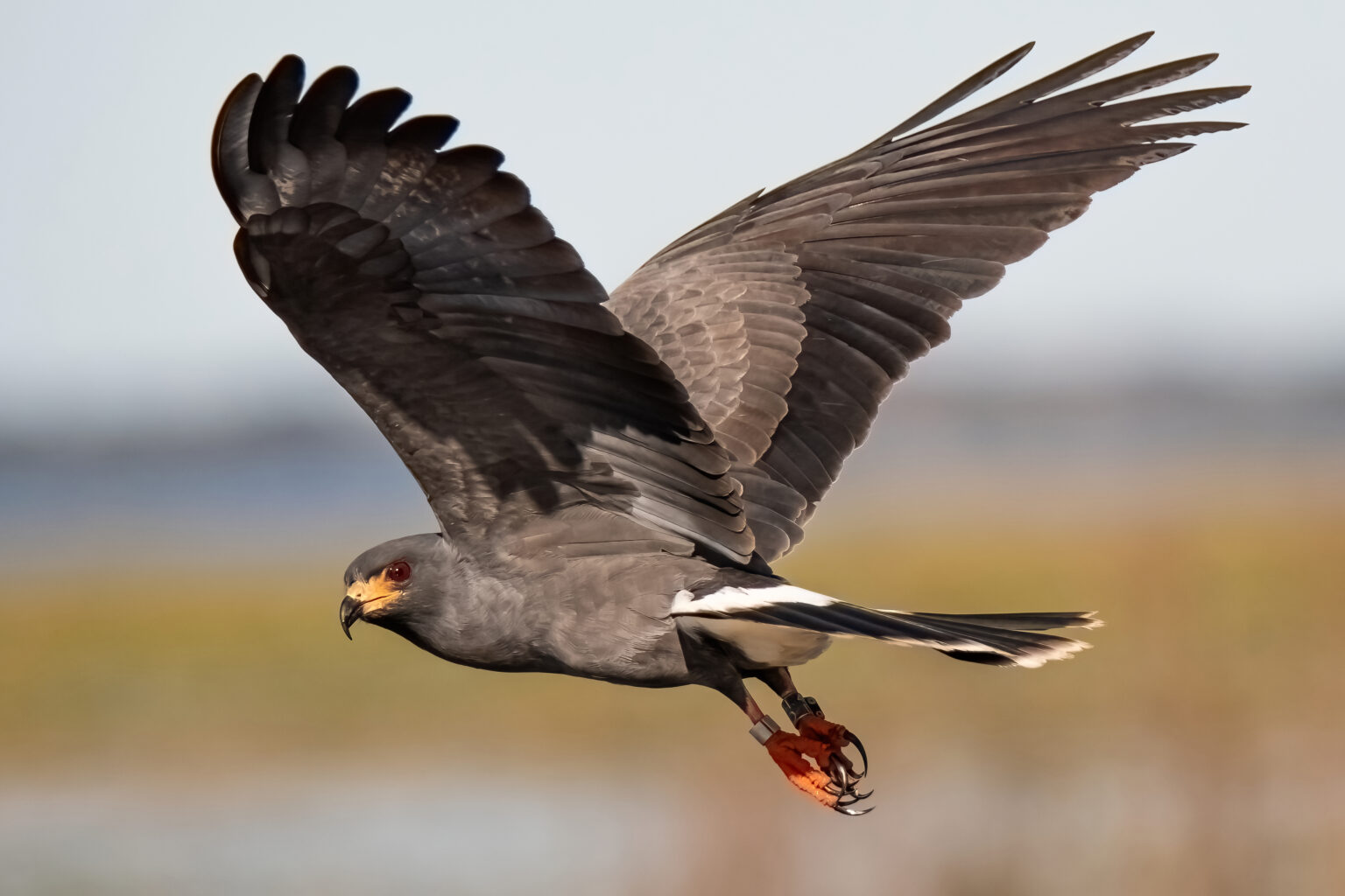 Raptors 101: The 5 Features That Define Birds of Prey - A-Z Animals