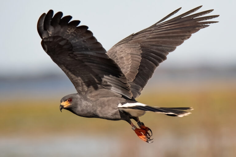 Raptors 101: The 5 Features That Define Birds of Prey - A-Z Animals