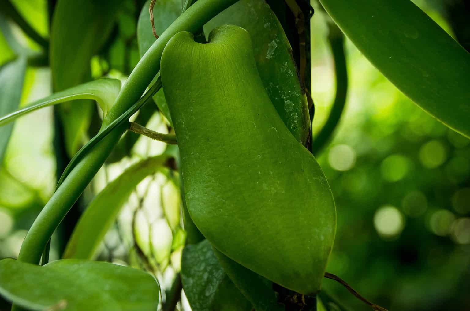 Discover the National Flower of Guatemala: White Nun Orchid - A-Z Animals