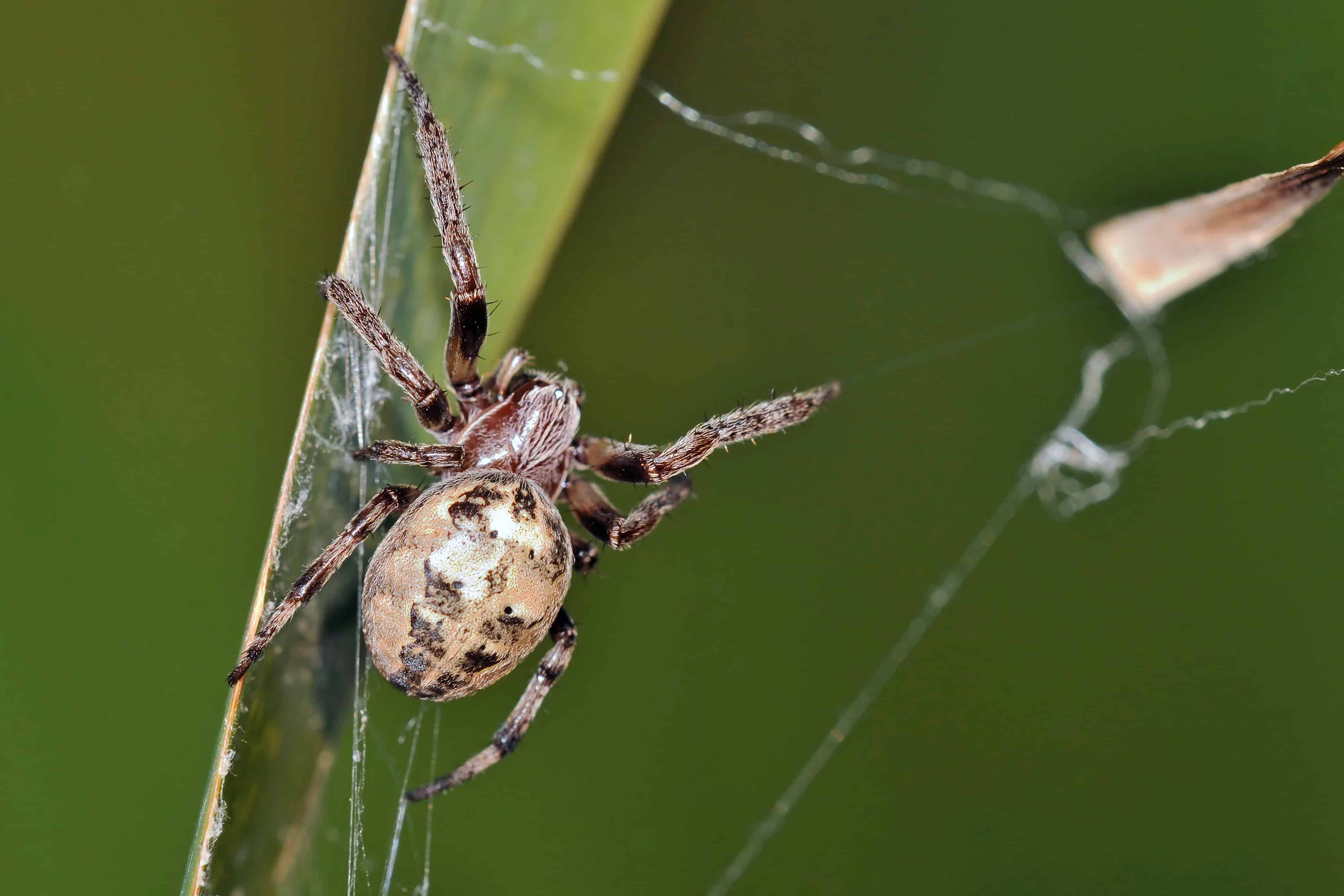 The Fascinating World of Flying Spiders: Nature's Gliders - A-Z Animals