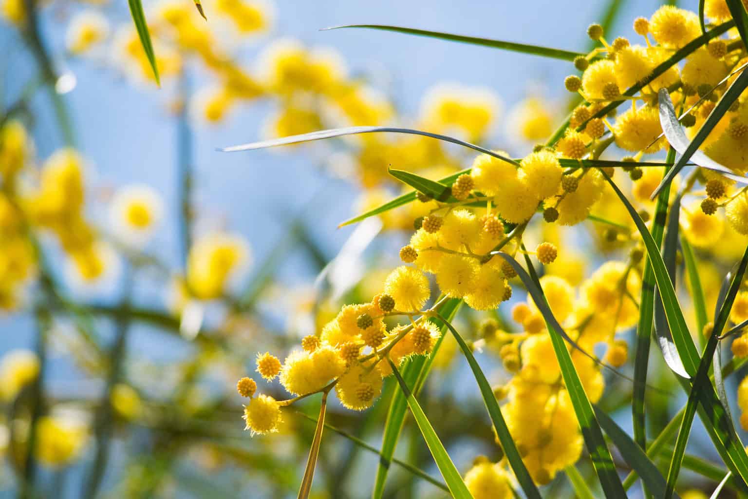 Discover The National Flower of Australia: The Golden Wattle - A-Z Animals