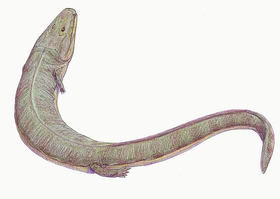 5 Pre-historic Animals That Lived In West Virginia (And Where To See ...