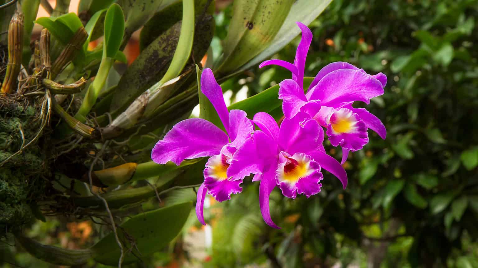 Discover the National Flower of Costa Rica: Guaria Morada - A-Z Animals