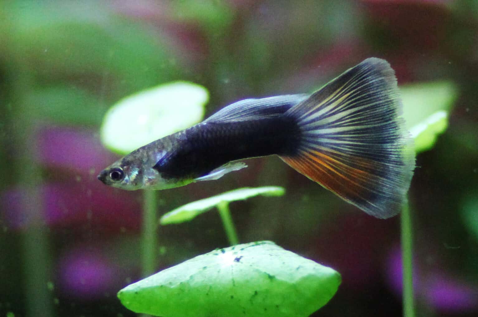 Guppy Fish Facts - Poecilia reticulata - A-Z Animals