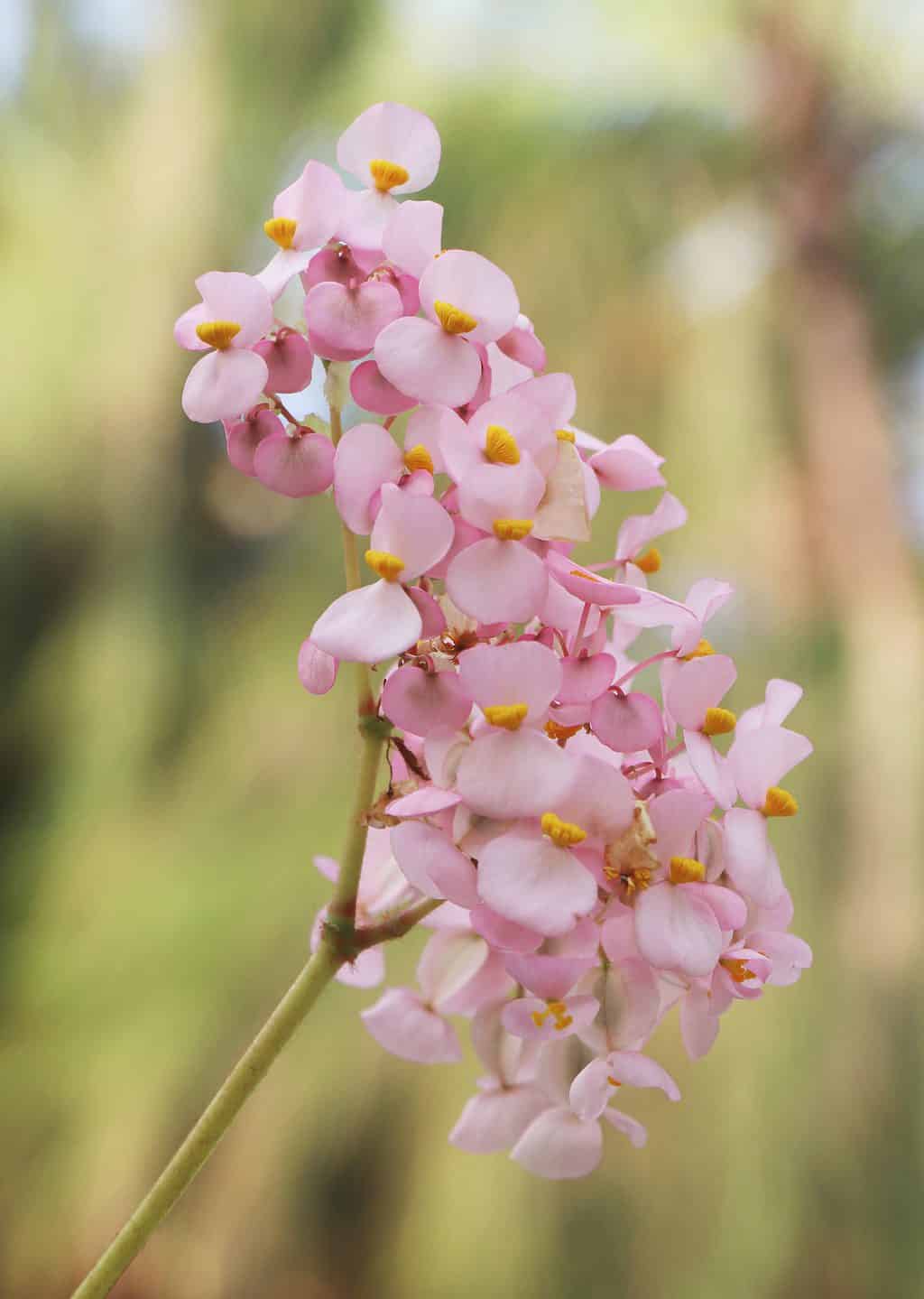 Discover the National Flower of Guatemala: White Nun Orchid - A-Z Animals