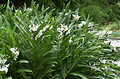 Discover The National Flower of Cuba: Hedychium Coronarium - A-Z Animals