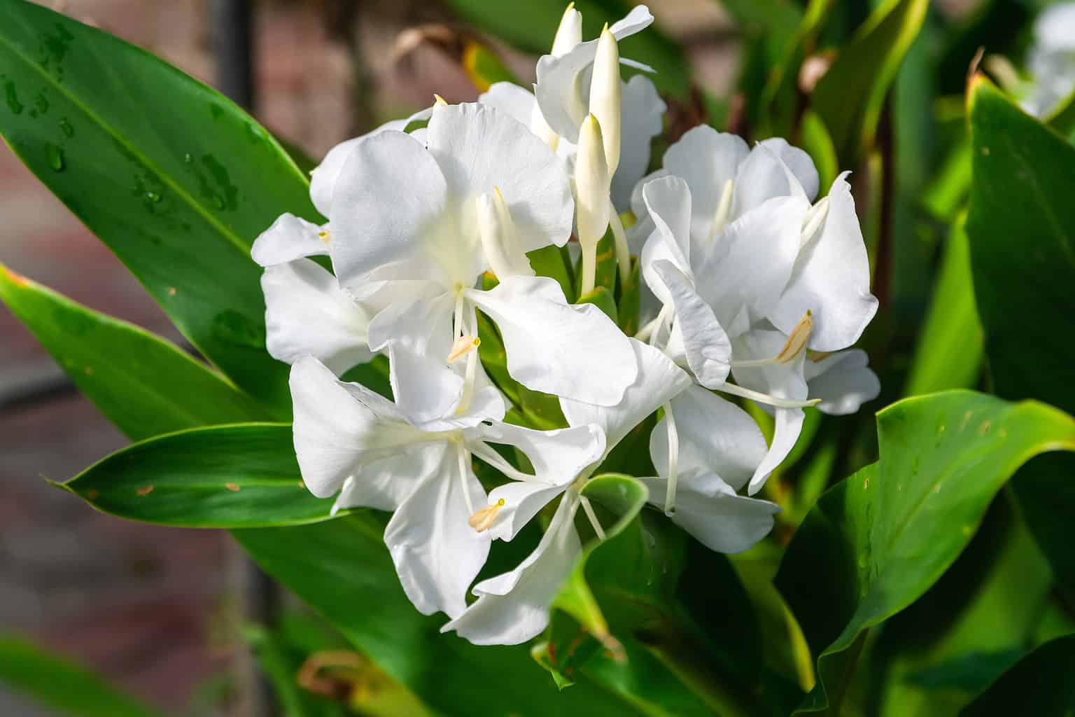 Discover The National Flower of Cuba: Hedychium Coronarium - A-Z Animals