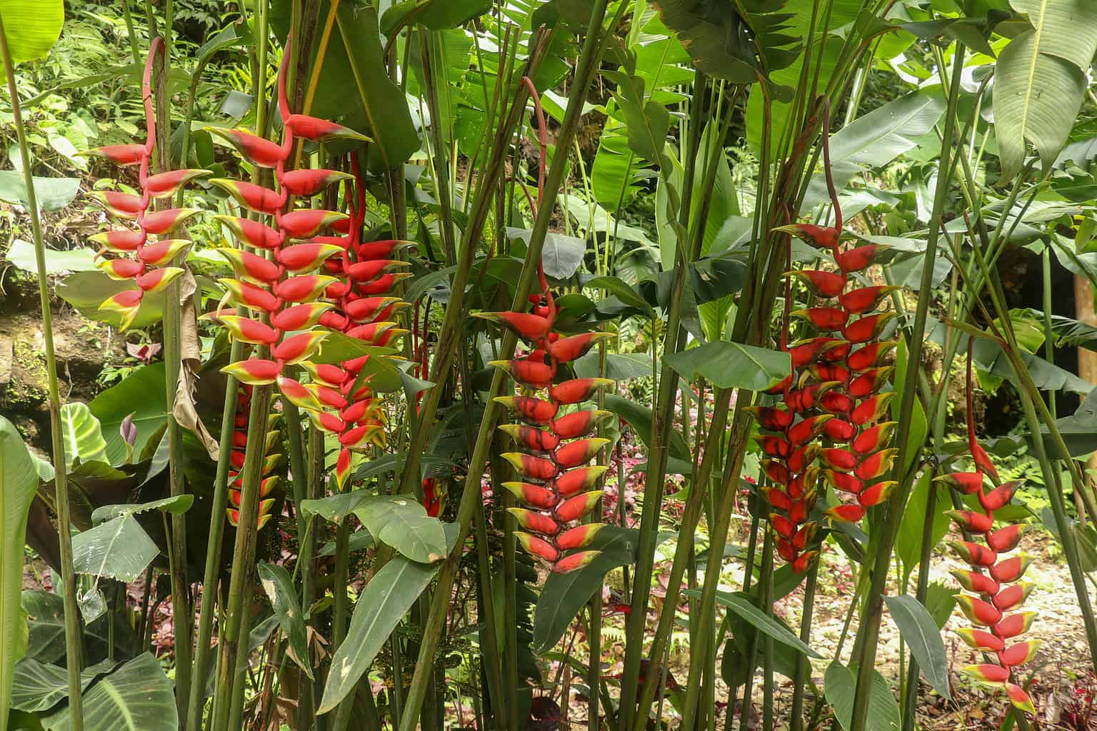 Discover The National Flower of Bolivia: Cantua Buxifolia - A-Z Animals