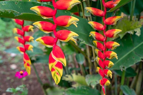 Discover The National Flower of Bolivia: Cantua Buxifolia - A-Z Animals