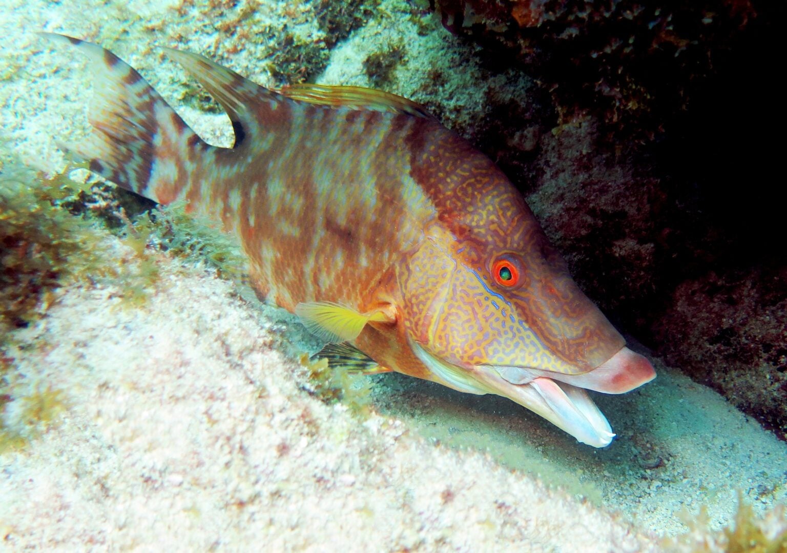 Hogfish Animal Facts - Lachnolaimus maximus - A-Z Animals