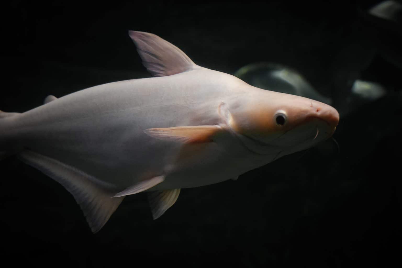 Discover 7 Spectacular Fish Found in Vietnam - A-Z Animals