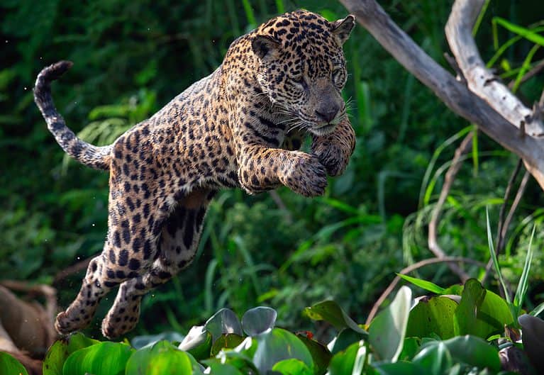 Jaguar vs. Leopard vs. Cheetah: Who Would Win a Fight? - A-Z Animals