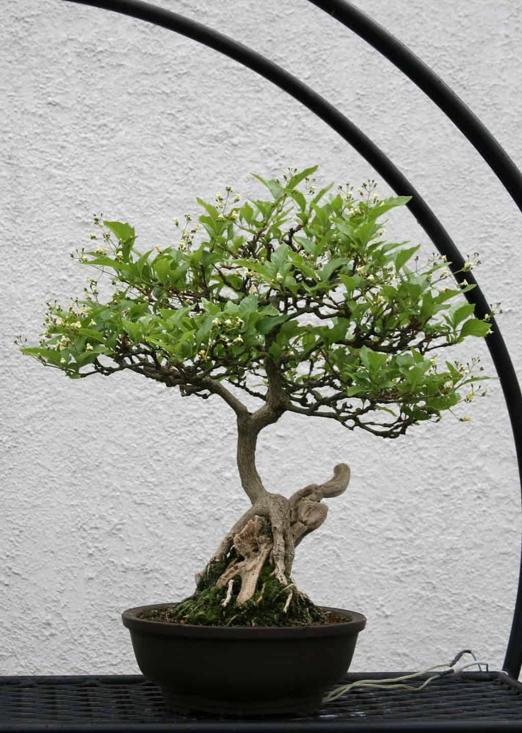Premna Bonsai Tree - A-Z Animals