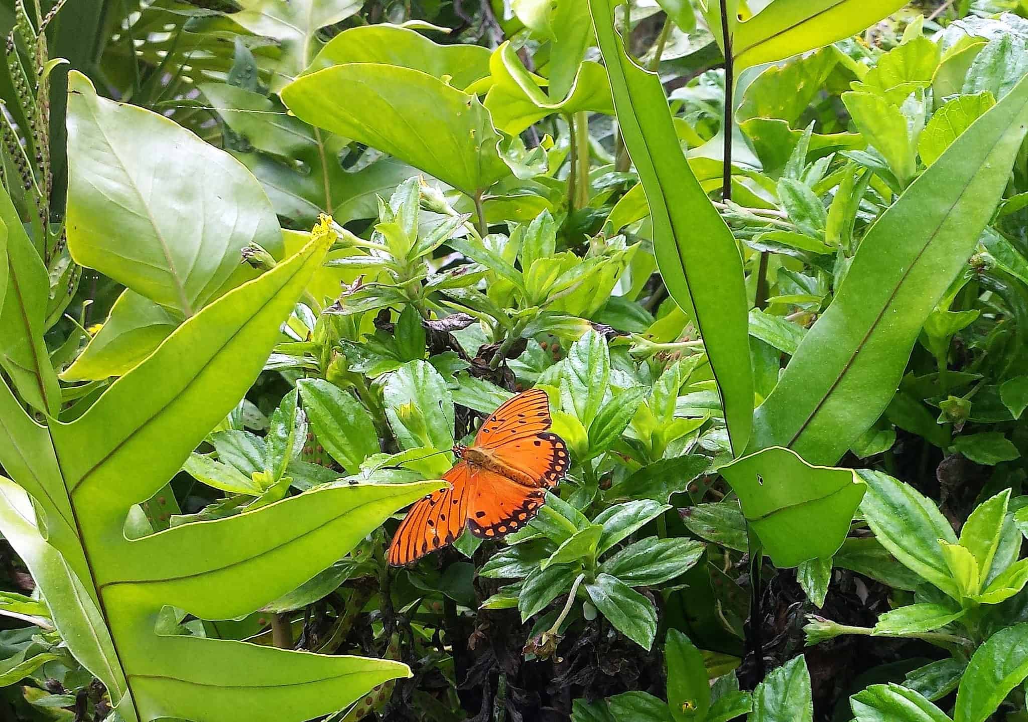 Kamehameha Butterfly Insect Facts - Vanessa tameamea - A-Z Animals