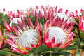 Discover The National Flower of South Africa: The King Protea - AZ Animals