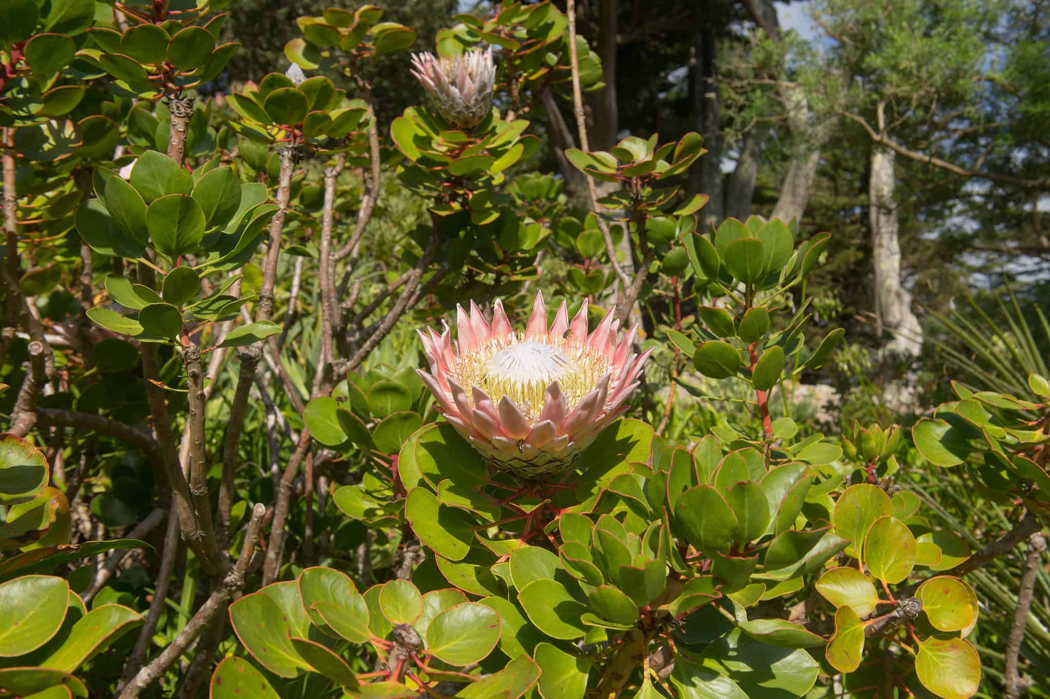 Discover The National Flower of South Africa: The King Protea - A-Z Animals