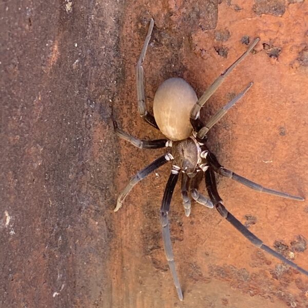 Discover 6 Black Spiders in Arizona - A-Z Animals