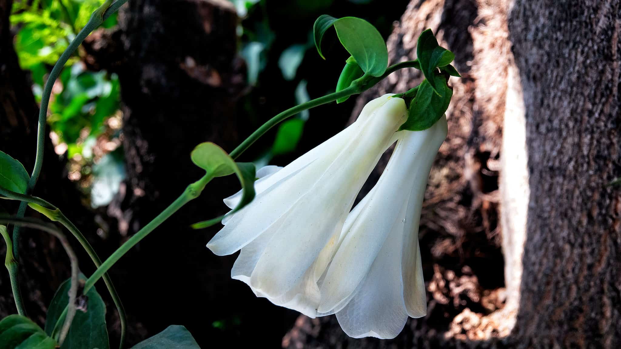 Discover the National Flower of Chile: Lapageria - A-Z Animals