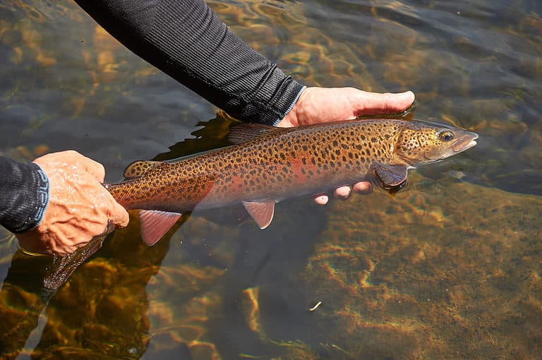 Discover 7 Spectacular Fish Found in Mongolia - A-Z Animals