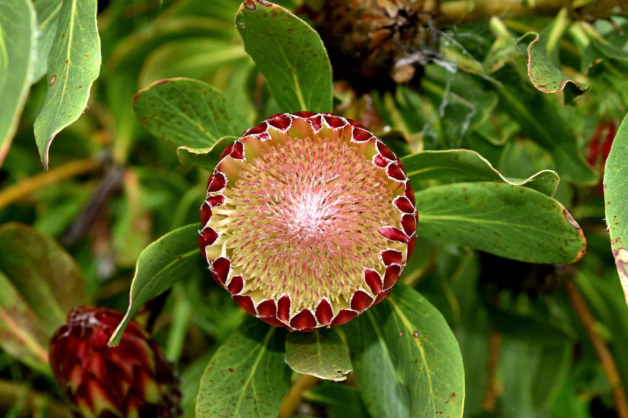 Discover The National Flower of South Africa: The King Protea - A-Z Animals