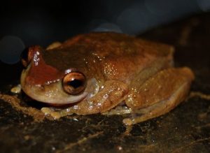 7 Animals That Went Extinct In 2022 - A-Z Animals
