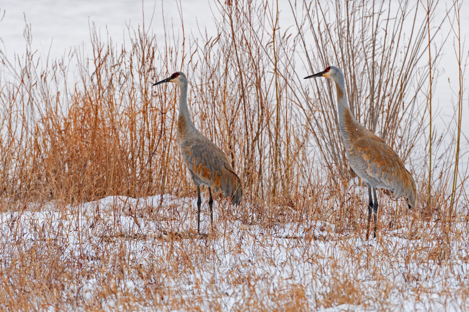 Discover the Mississippi Flyway, The Super Highway, and the Most ...