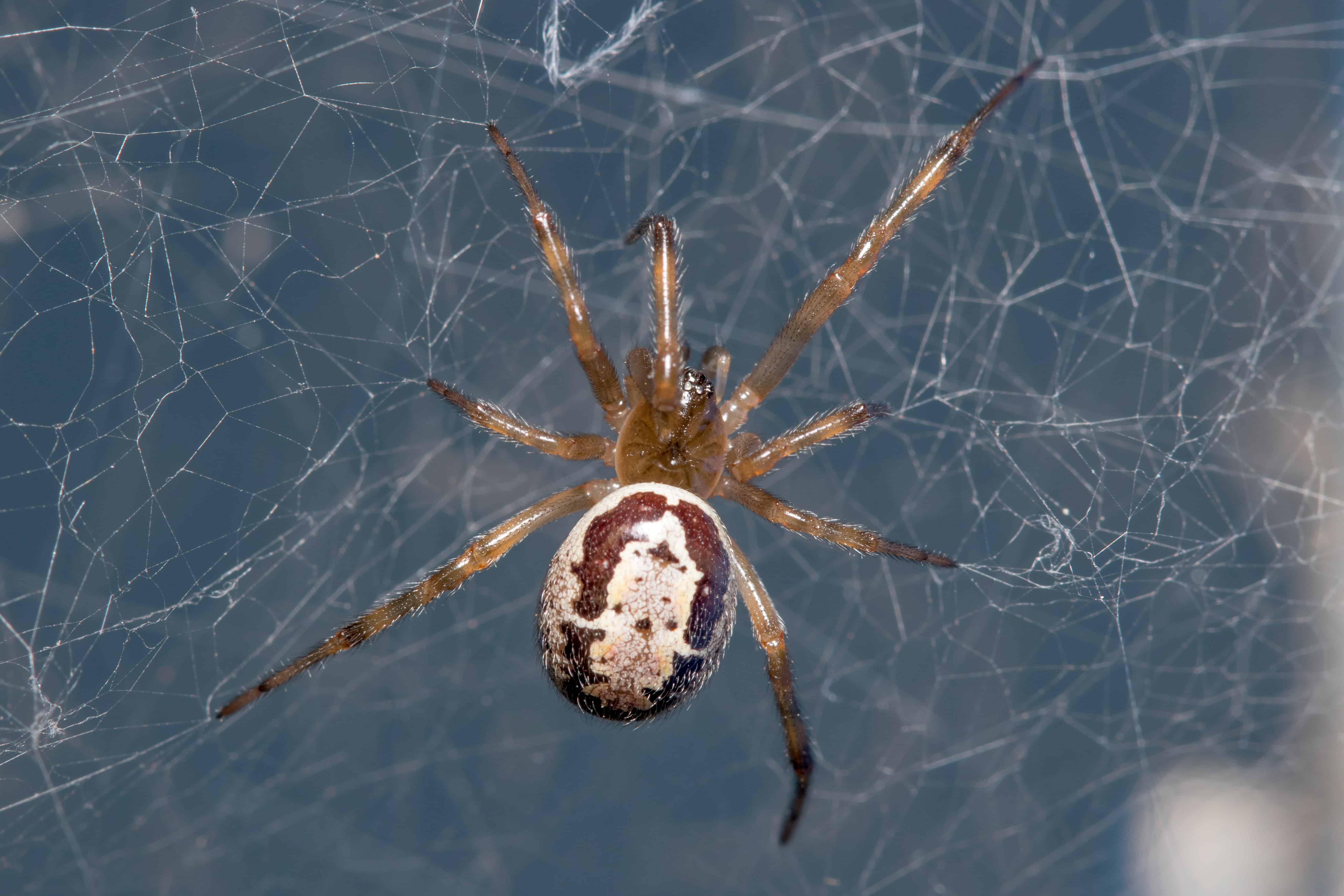 How Many Spiders Are In The World? - A-Z Animals