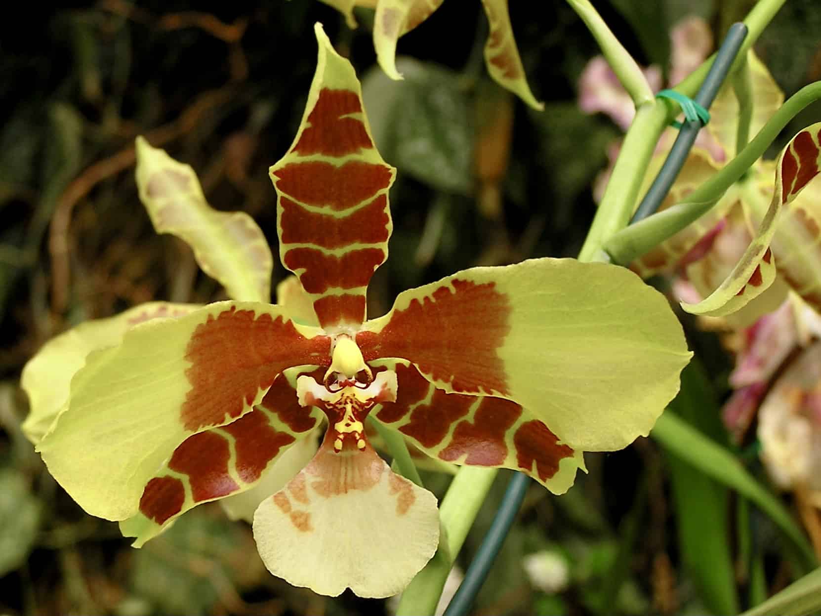 Orchidee Braune Blatter