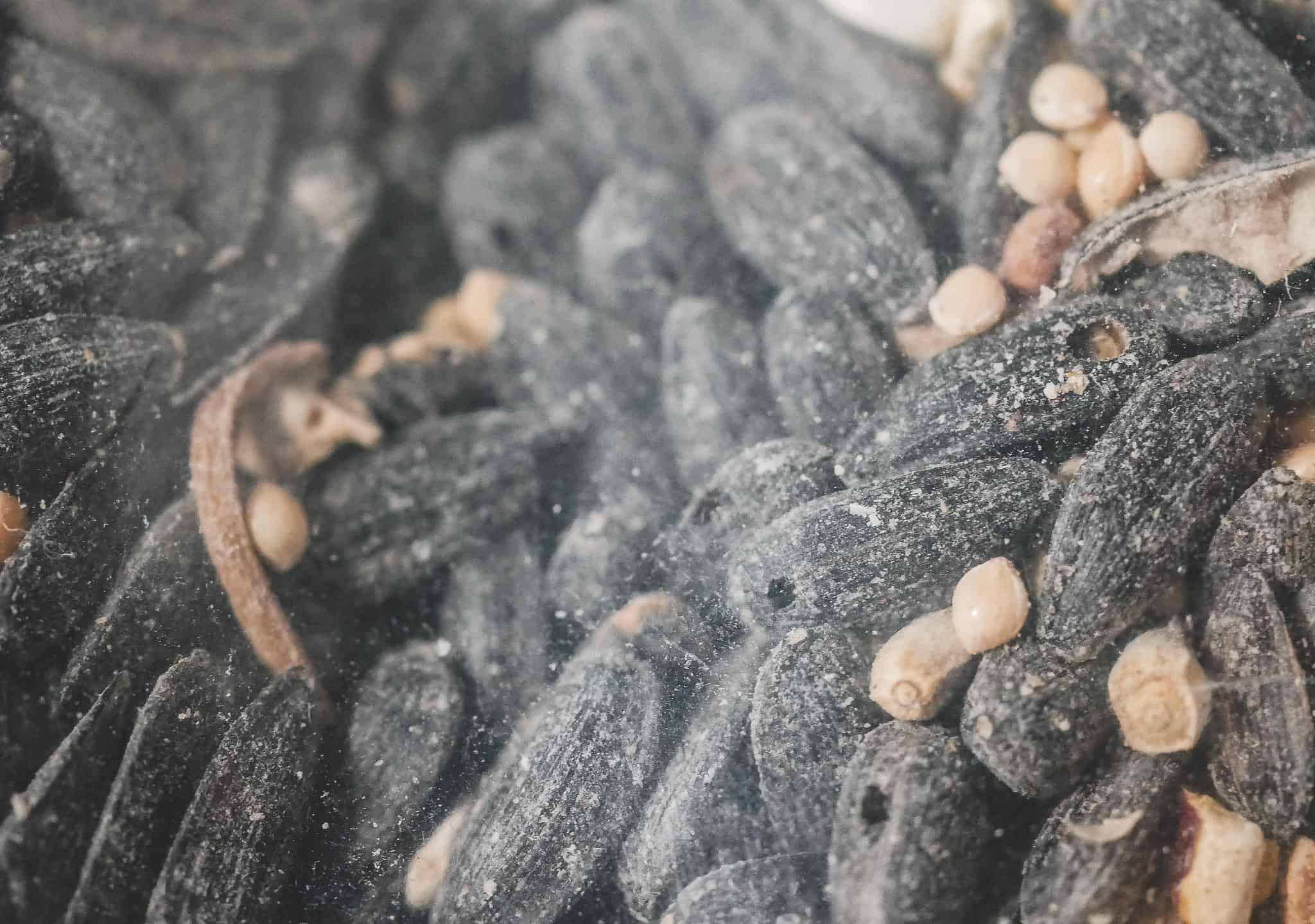 The 4 Best Wild Bird Products on Chewy Today - A-Z Animals