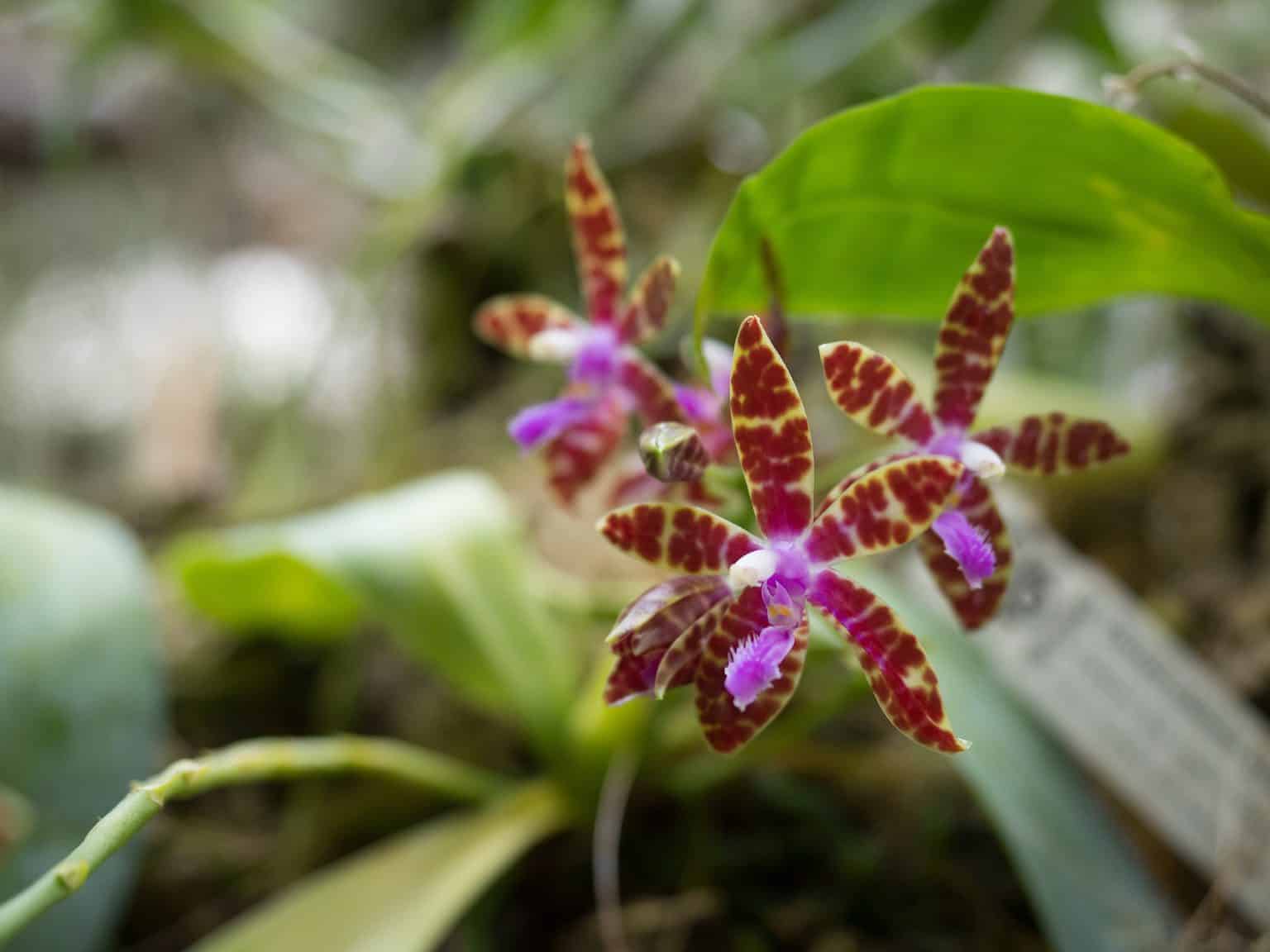 3 Types Of Red Orchids - A-Z Animals