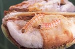 Pink Bollworm Insect Facts - Pectinophora gossypiella - A-Z Animals