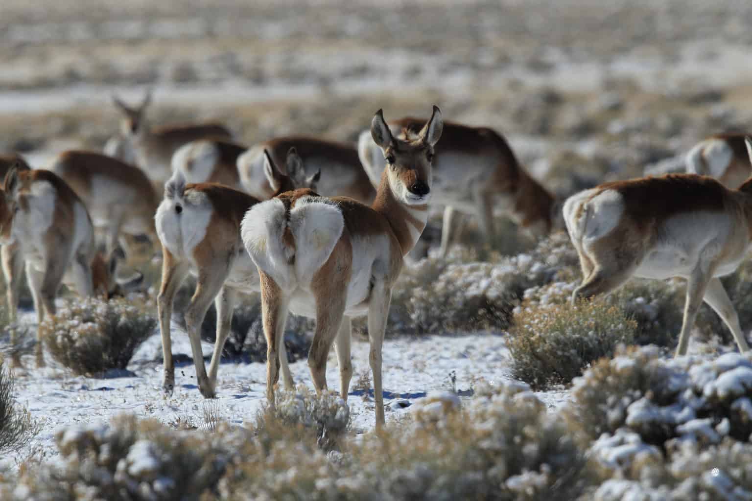 The Largest Pronghorn Ever Harvested in Oregon - A-Z Animals