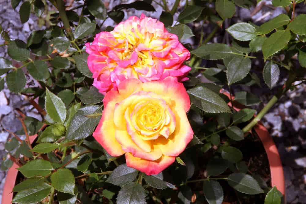 5 of the Most Beautiful Roses to Grow in Missouri - A-Z Animals