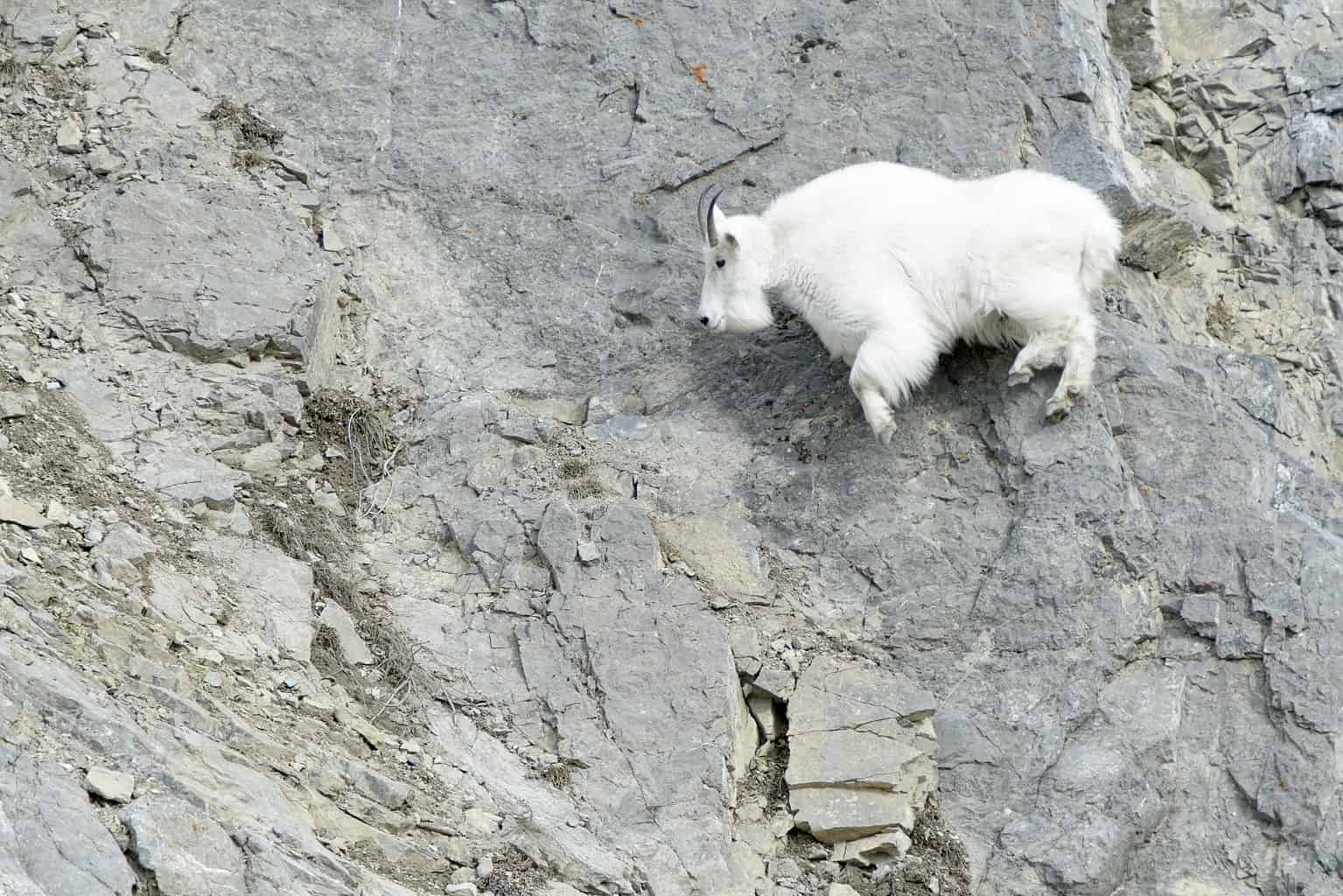 Baby Mountain Goat Braves Raging Rapids - A-Z Animals