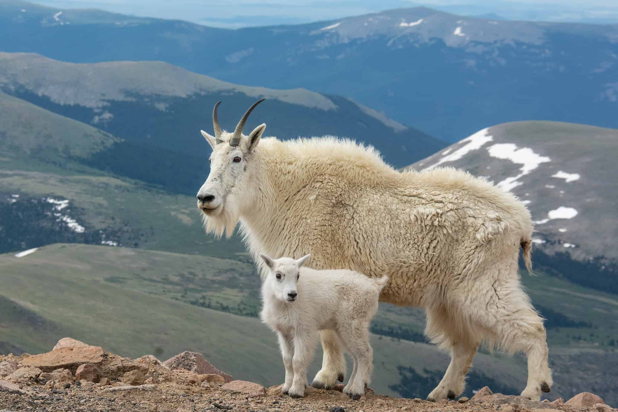 Baby Mountain Goat Braves Raging Rapids - A-Z Animals