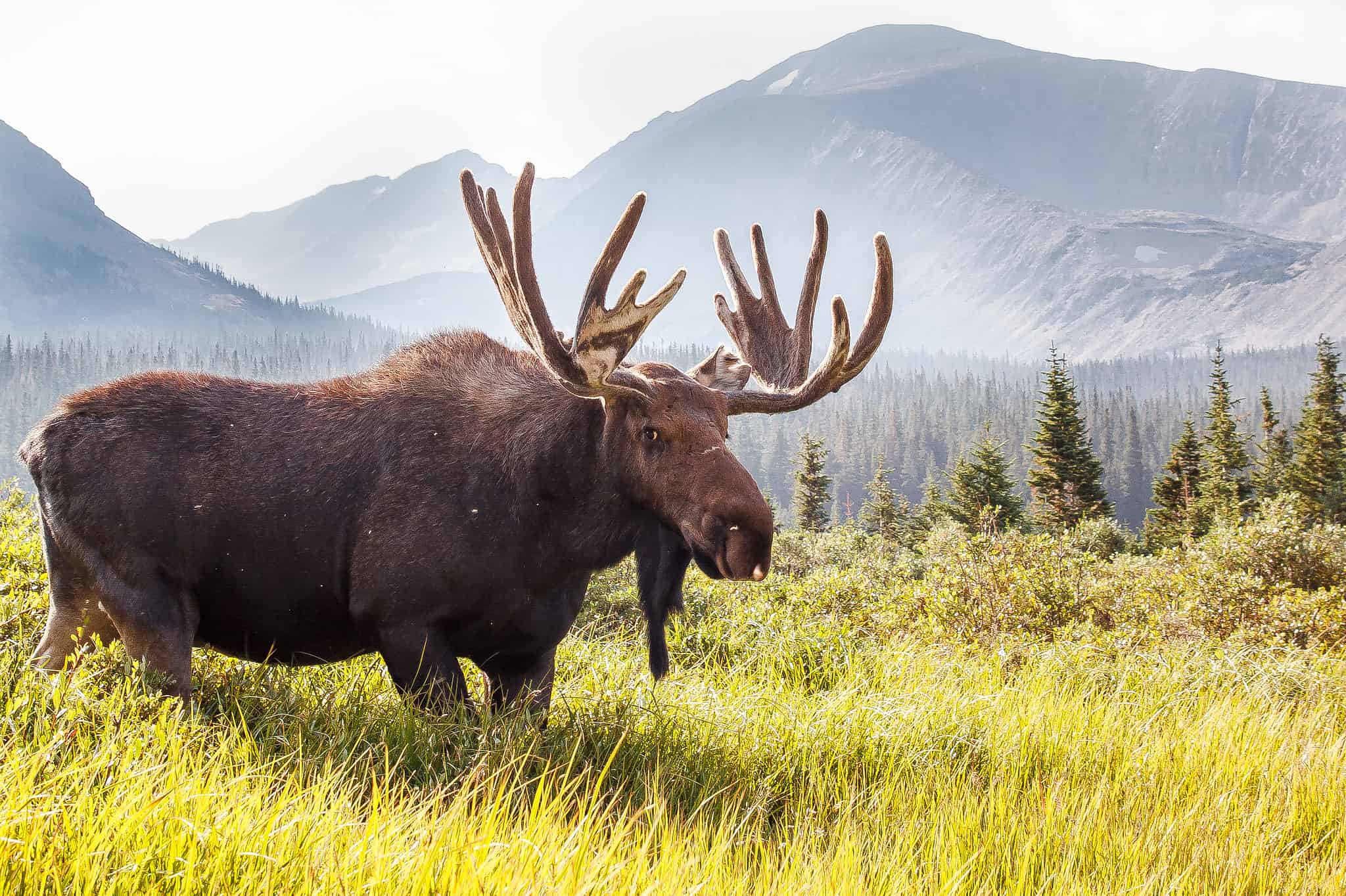 Extinct Giant Moose and 4 Other Massive Prehistoric Deer - A-Z Animals