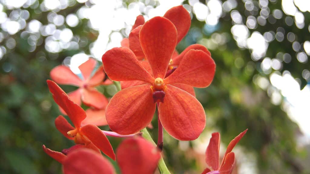 3 Types Of Red Orchids - A-Z Animals