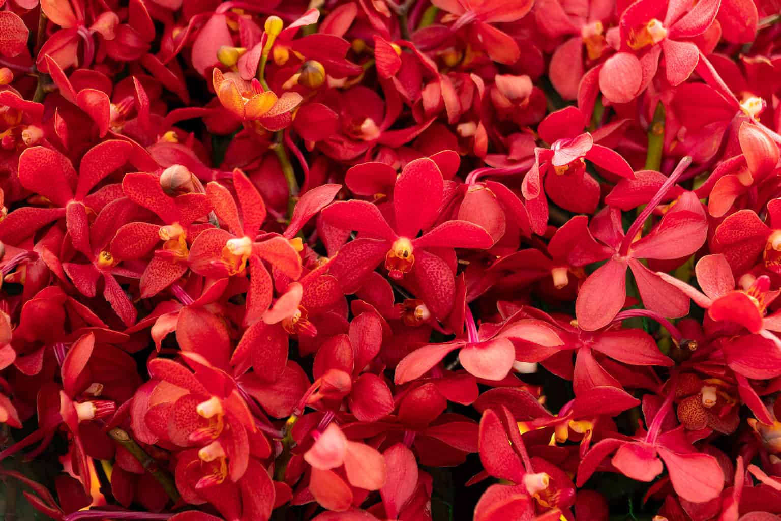 3 Types Of Red Orchids - A-Z Animals