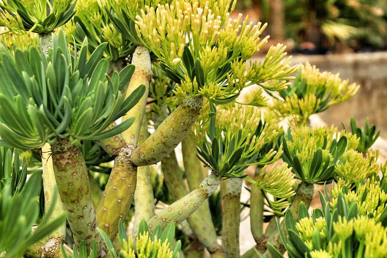 13 Types of Senecio Succulents - A-Z Animals