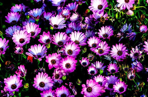 10 Types of Daisy Flowers - A-Z Animals