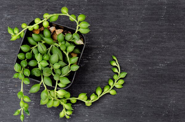 13 Types of Senecio Succulents - A-Z Animals