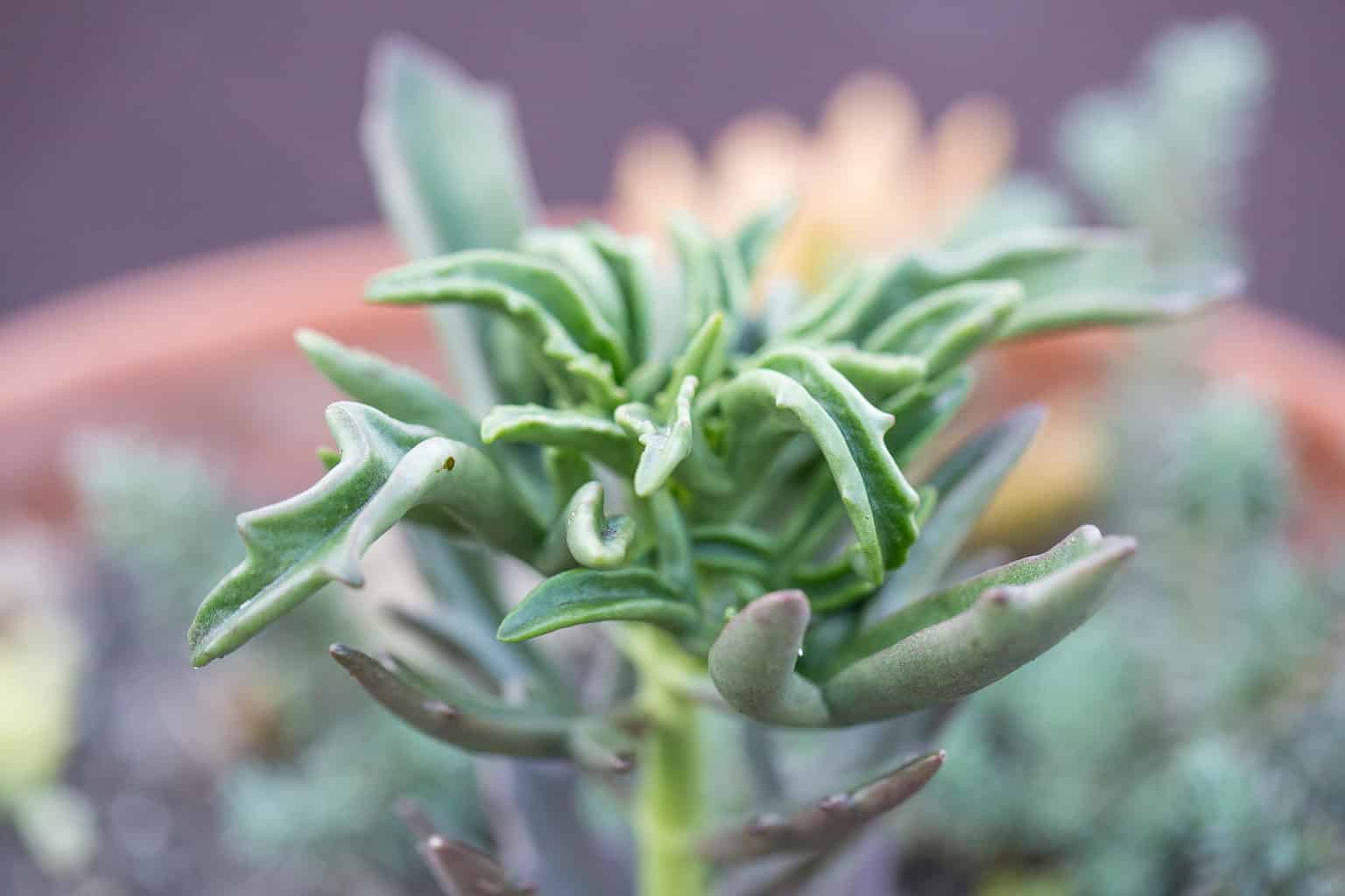13 Types of Senecio Succulents - A-Z Animals