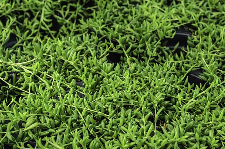 13 Types of Senecio Succulents - A-Z Animals