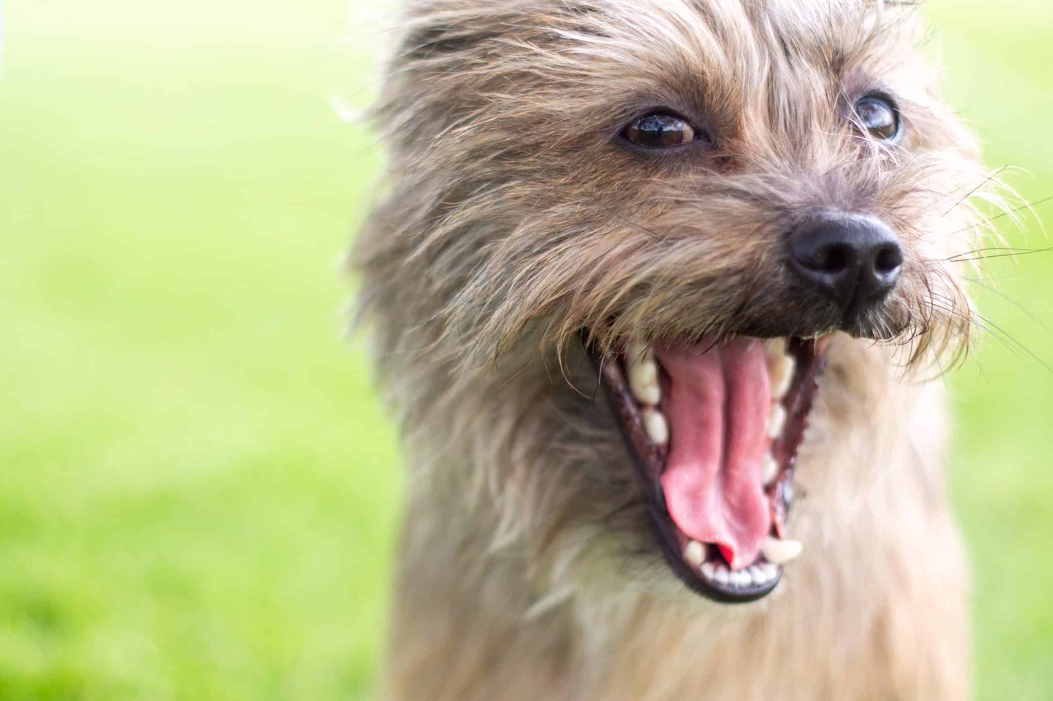 12 Best Mix Breed Dogs - A-Z Animals