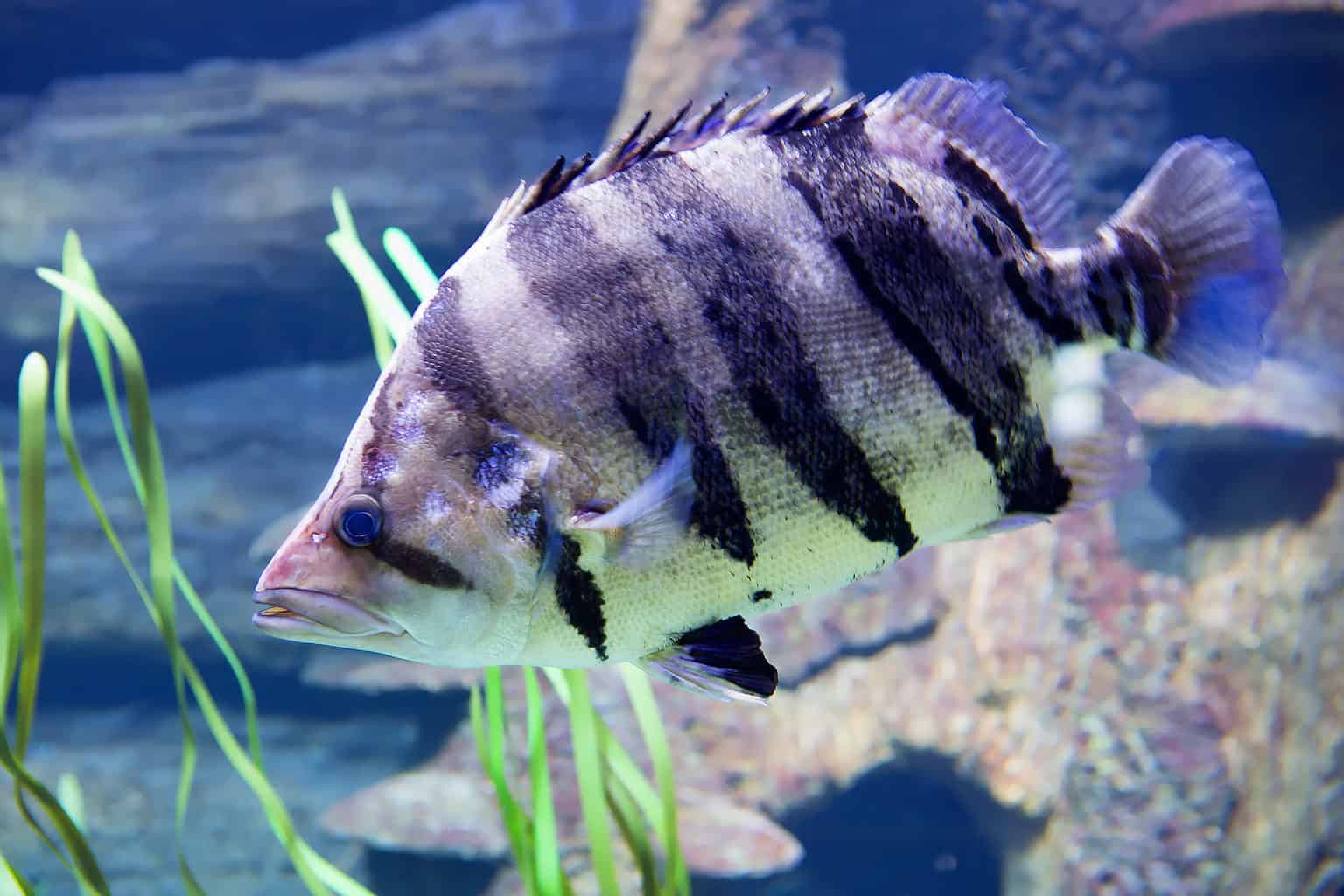 Discover 7 Spectacular Fish Found in Vietnam - A-Z Animals