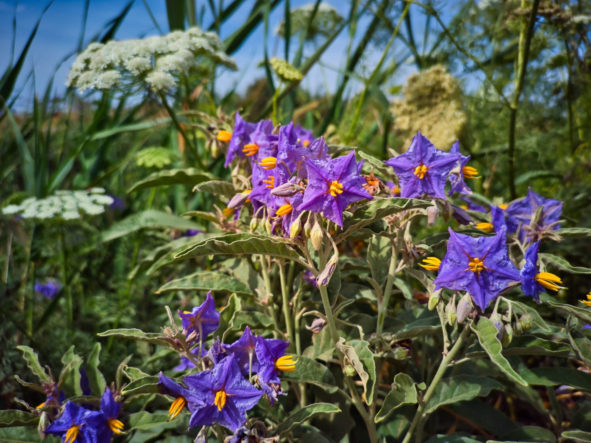 9 Dangerously Poisonous Plants to Avoid in Arizona - A-Z Animals
