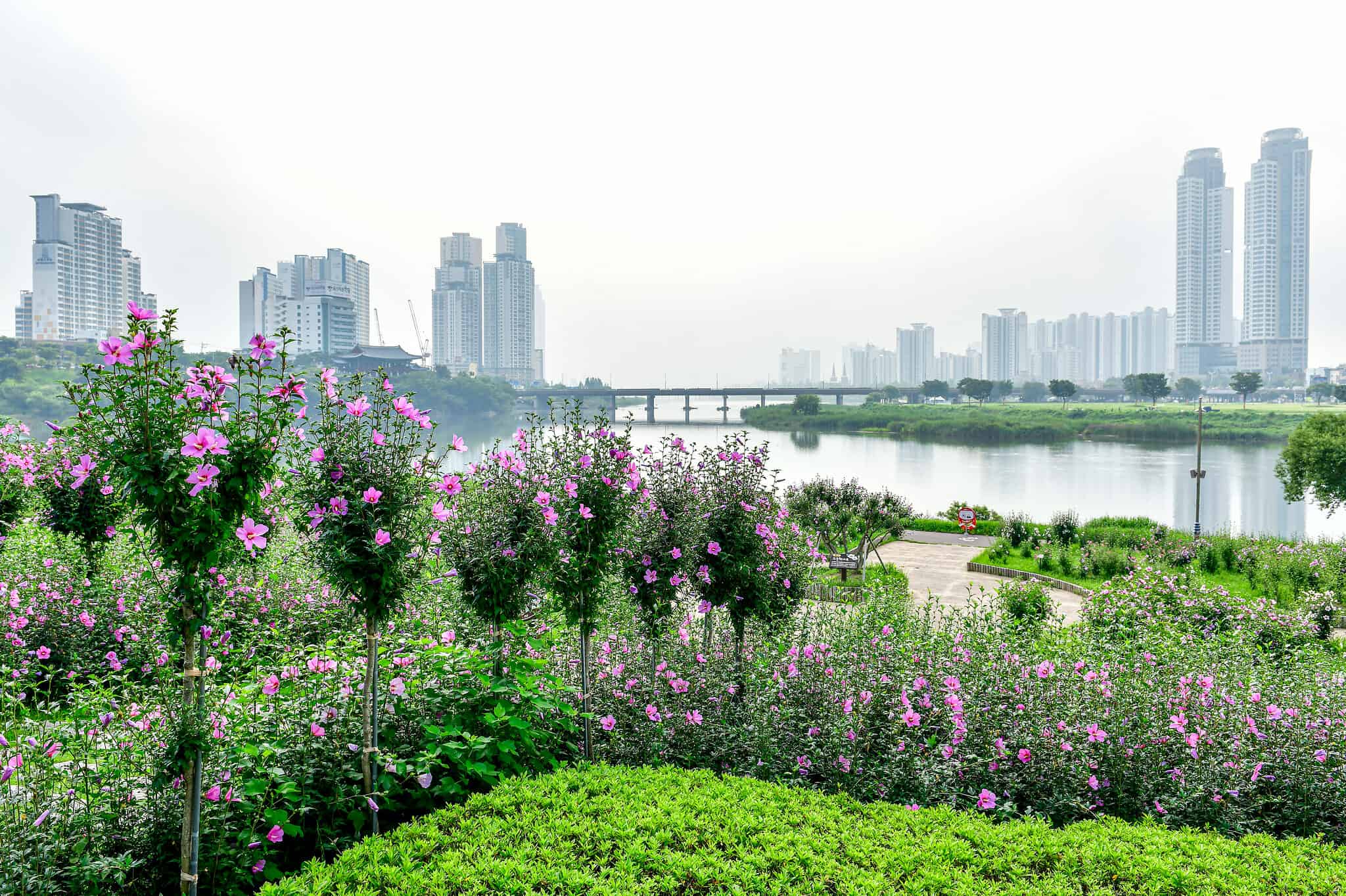 Discover The National Flower of South Korea: Rose of Sharon - A-Z Animals