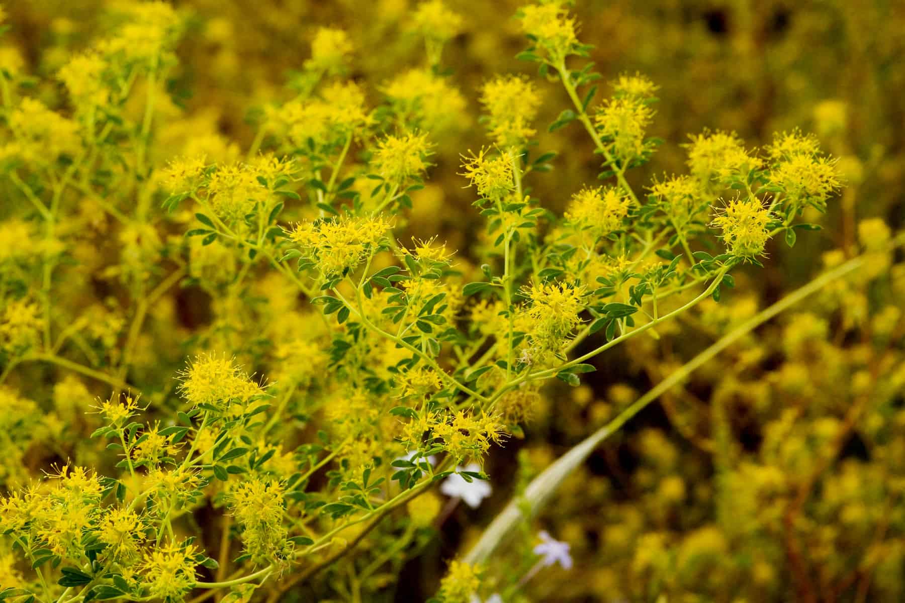 9 Dangerously Poisonous Plants to Avoid in Arizona - A-Z Animals