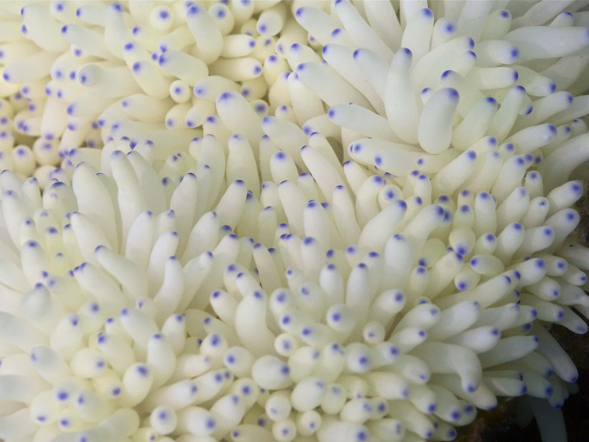 Baby Squid: Amazing Pictures and 6 Incredible Facts - A-Z Animals